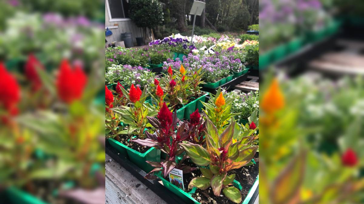 Colorful Annuals for Seasonal Gardens | Ganter Nursery